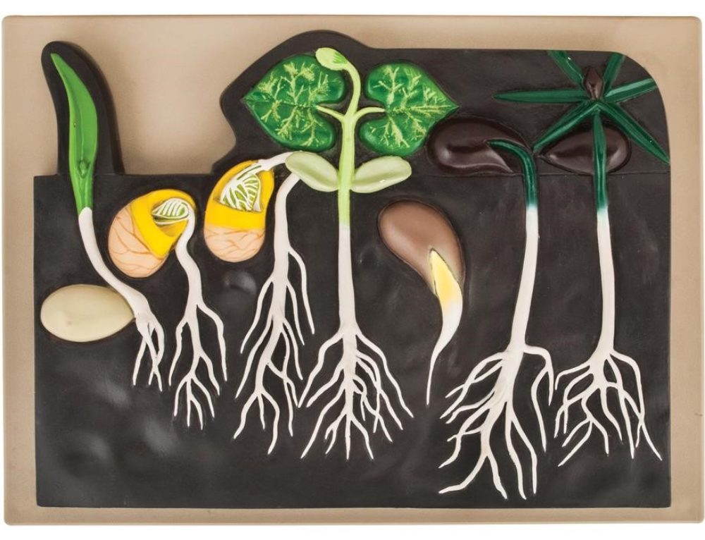 Cycle de vie d'un plant de haricot - CTRDV